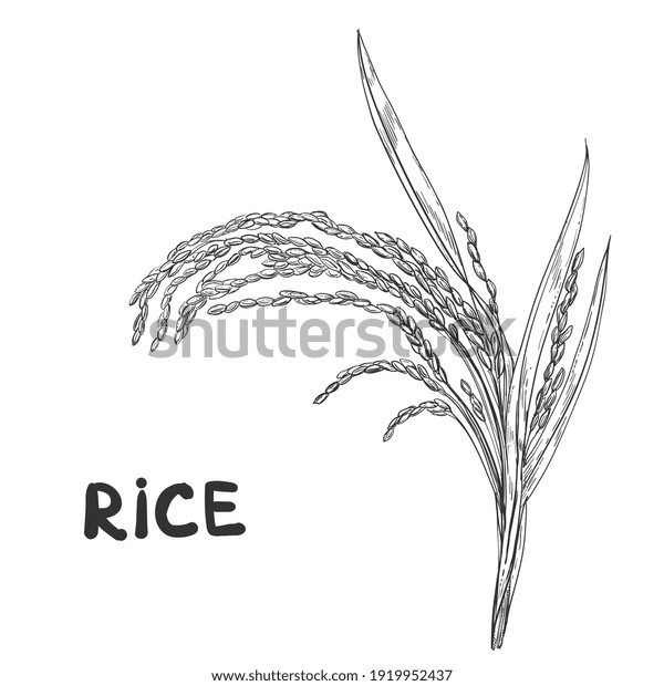 Hand drawn sketch black and white of rice, ear, leaf, grain. Vector ...