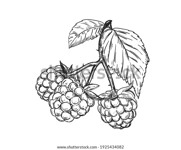 Hand Drawn Sketch Black White Raspberry Stock Vector (Royalty Free ...