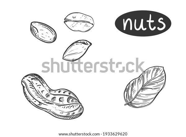 Hand Drawn Sketch Black White Nuts Stock Vector (Royalty Free) 1933629620
