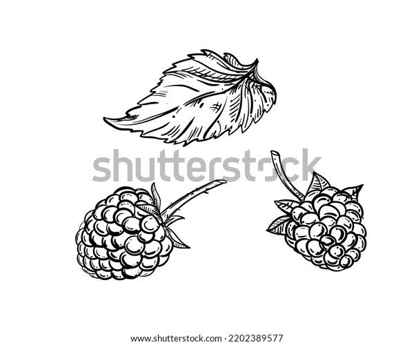 Hand Drawn Sketch Black White Raspberry Stock Vector (Royalty Free ...