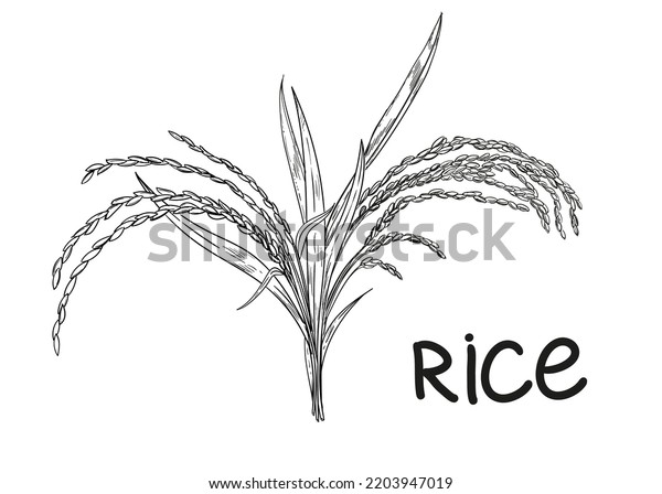 Hand Drawn Sketch Black White Rice Stock Vector (Royalty Free ...
