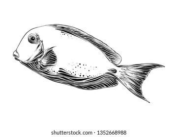 Hand Drawn Sketch Fish Black Color Stock Vector (Royalty Free ...