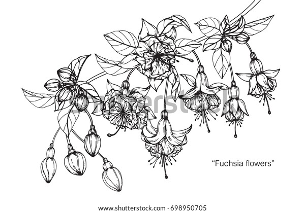 Image vectorielle de stock de Hand Drawn Sketch Fuchsia Flower Black ...