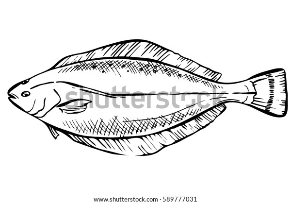 Hand Drawn Sketch Halibut Fish Seafood Stock Vector (Royalty Free ...