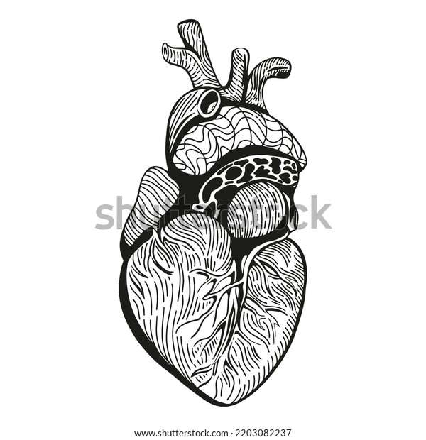 Hand Drawn Sketch Human Heart On Stock Vector (Royalty Free) 2203082237 ...