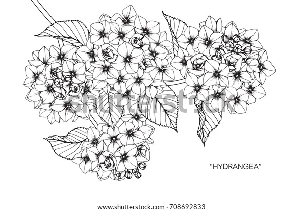 Hand Drawn Sketch Hydrangea Flower Black Stock Vector (Royalty Free ...