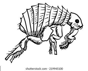 156 Siphonaptera Images, Stock Photos & Vectors | Shutterstock