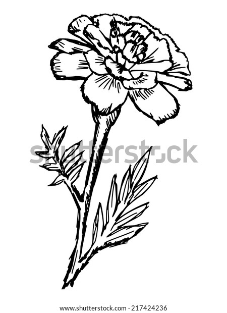 Hand Drawn Sketch Illustration Marigold Stock Vector (Royalty Free ...