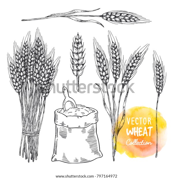 Hand Drawn Sketch Illustration Wheat Sheaf Stock Vector (Royalty Free ...