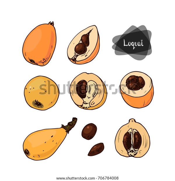 Hand Drawn Sketch Loquat Fruit On: vector de stock (libre de regalías ...