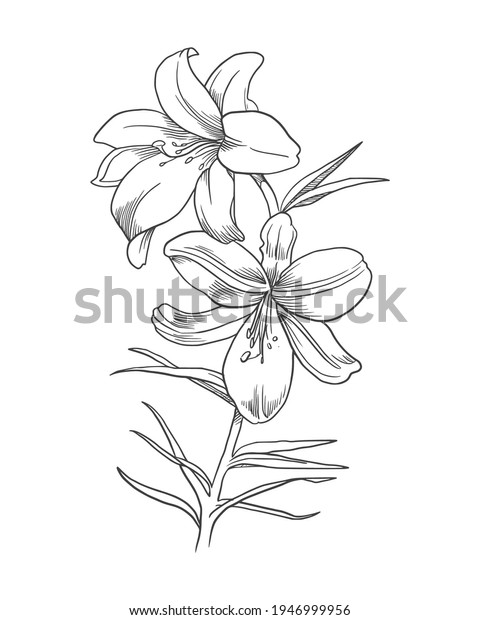Hand Drawn Sketch Madonna Lily Vector Stock Vector (Royalty Free ...