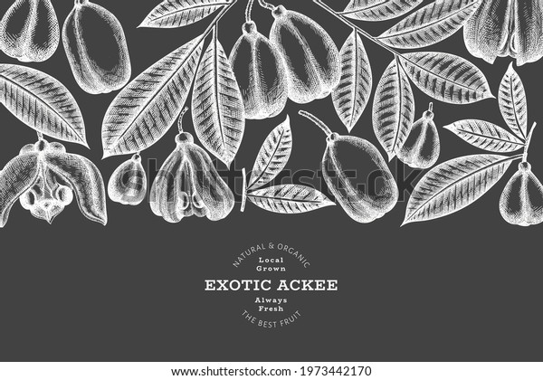 Hand Drawn Sketch Style Ackee Banner Stock Vector (Royalty Free ...