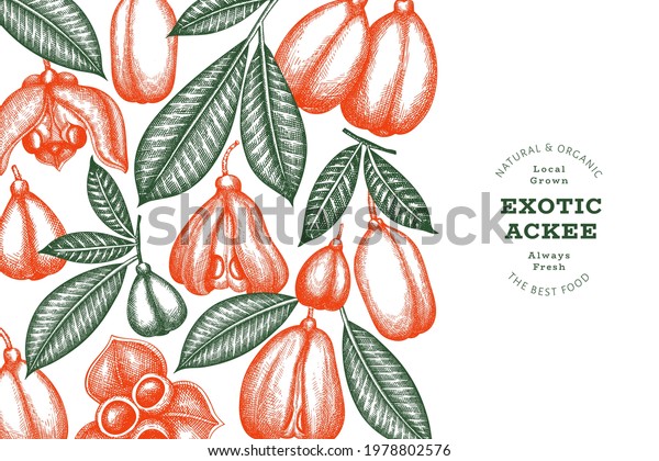 Hand Drawn Sketch Style Ackee Banner Stock Vector (Royalty Free ...