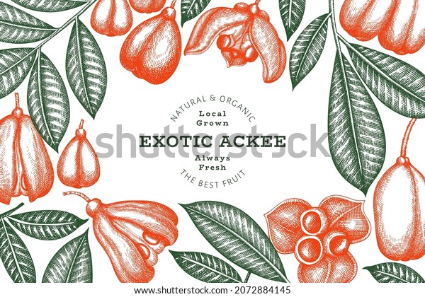 Hand Drawn Sketch Style Ackee Banner Stock Vector (Royalty Free ...