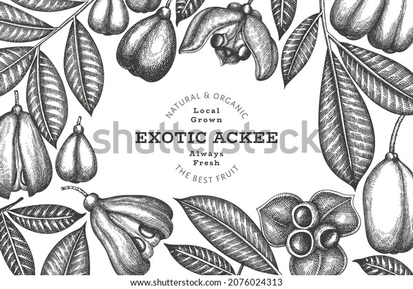Hand Drawn Sketch Style Ackee Banner Stock Vector (Royalty Free ...