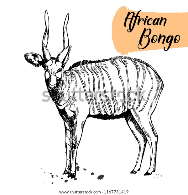 Hand Drawn Sketch Style Bongo Antelope Stock Vector (Royalty Free ...