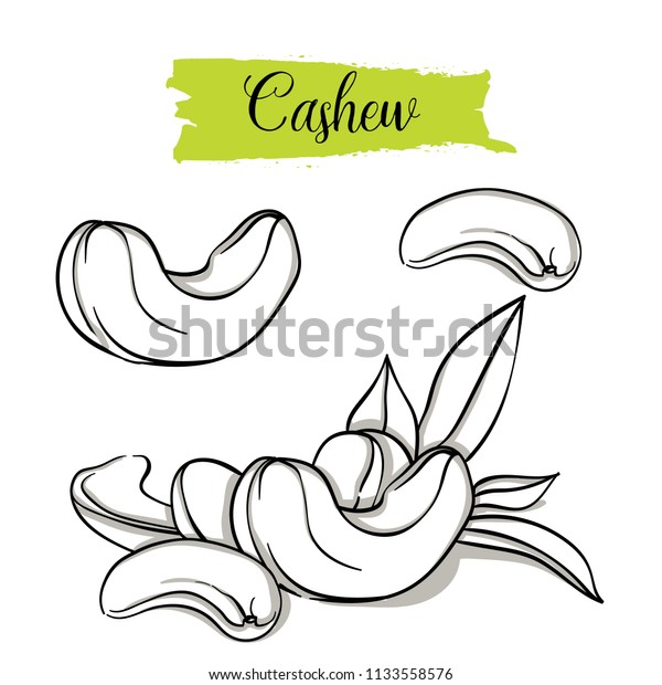 Hand Drawn Sketch Style Cashew Set Stock Vector (Royalty Free) 1133558576