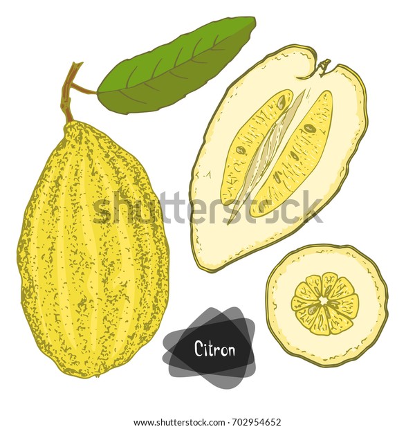 Hand Drawn Sketch Style Citron Set Stock Vector (Royalty Free ...