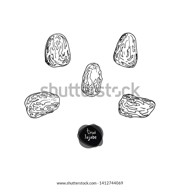 Hand Drawn Sketch Style Dried Jujube Stock Vector (Royalty Free ...