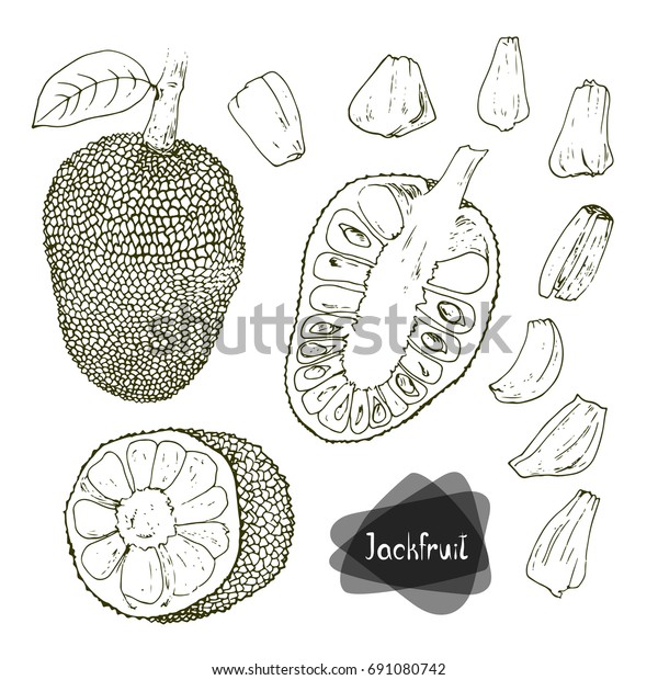 1.007 Jackfruit drawing Gambar, Foto Stok & Vektor | Shutterstock