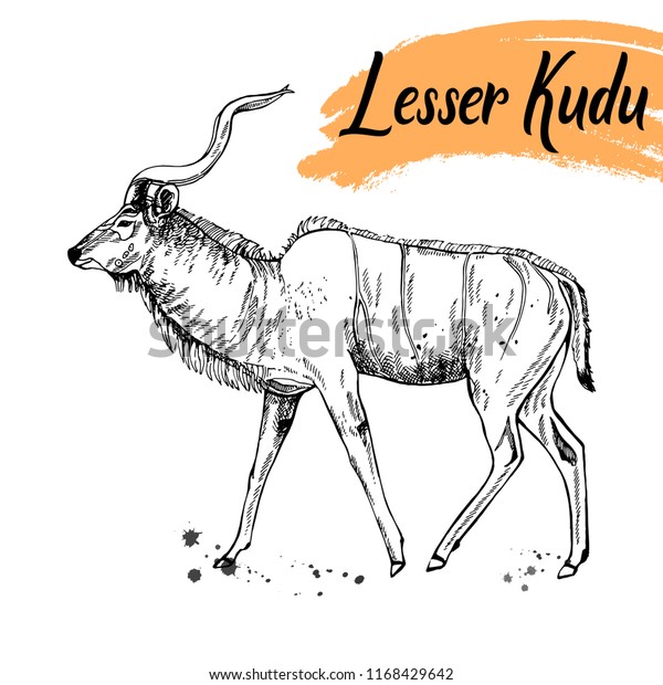 Hand Drawn Sketch Style Lesser Kudu Stock Vector (Royalty Free) 1168429642