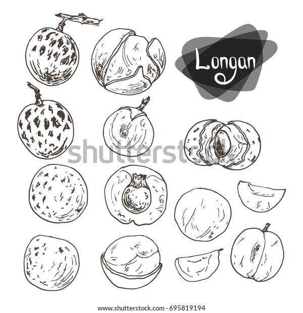Hand Drawn Sketch Style Longan Set Stock Vector (Royalty Free ...
