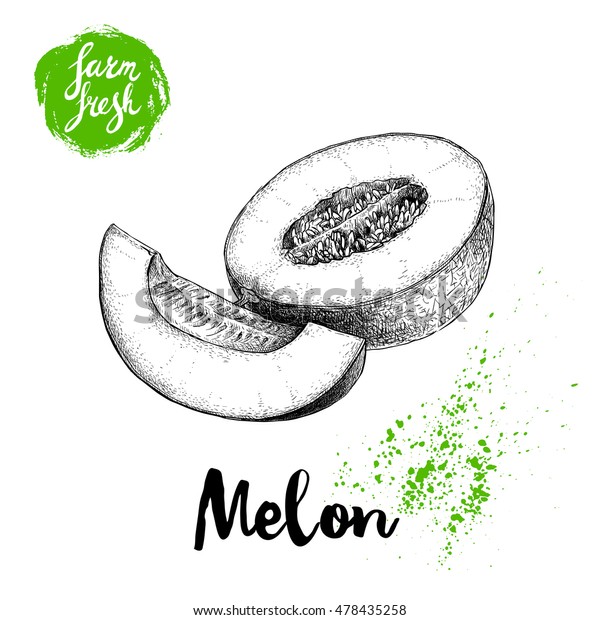 1,577 Melon Plant Sketch Stock Vectors, Images & Vector Art | Shutterstock