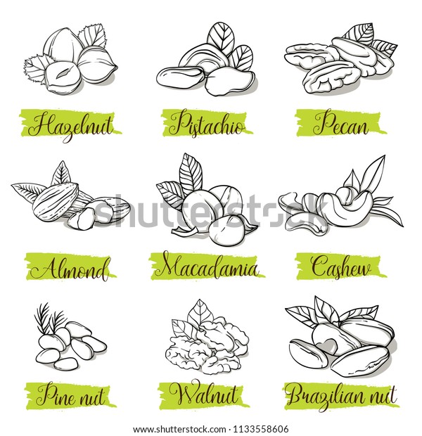 Hand Drawn Sketch Style Nuts Seeds Stock Vector (Royalty Free) 1133558606