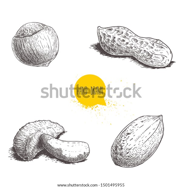 Hand Drawn Sketch Style Nuts Set Stock Vector (Royalty Free) 1501495955