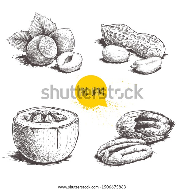 Hand Drawn Sketch Style Nuts Set Stock Vector (Royalty Free) 1506675863 ...