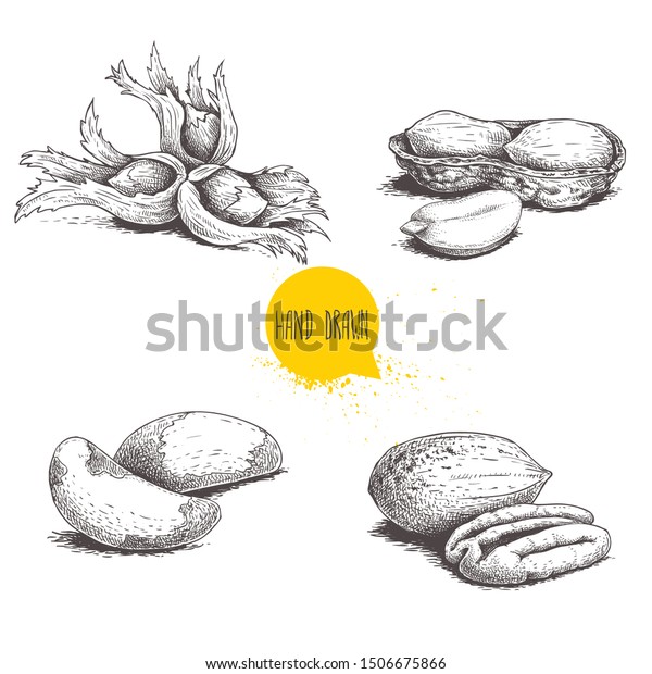 Hand Drawn Sketch Style Nuts Set Stock Vector (Royalty Free) 1506675866 ...