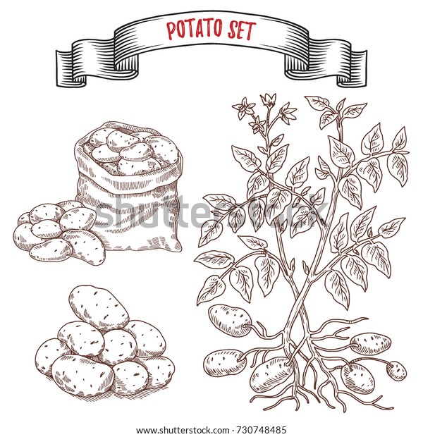 Hand Drawn Sketch Style Potatoes Set Stock Vector (Royalty Free ...