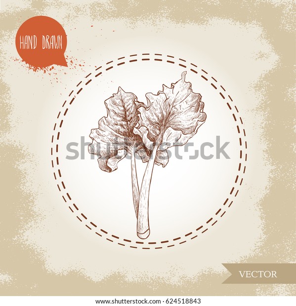 Hand Drawn Sketch Style Rhubarb Bunch Stock Vector (Royalty Free ...