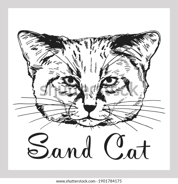 Hand Drawn Sketch Style Sand Cat Stock Vector (Royalty Free) 1901784175 ...