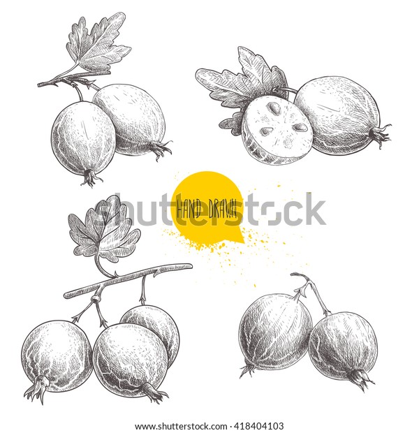 Hand Drawn Sketch Style Set Gooseberries Stock Vector (Royalty Free ...