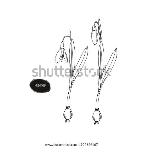 Hand Drawn Sketch Style Snowdrops Vector Stock Vector (Royalty Free ...