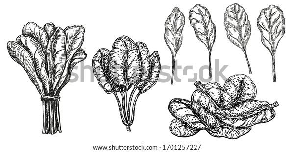 Hand Drawn Sketch Style Spinach Set Stock Vector (Royalty Free ...