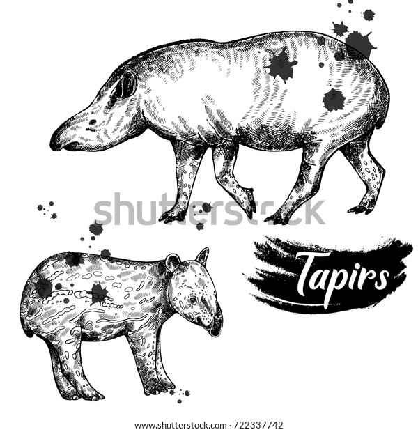 Hand Drawn Sketch Style Tapirs Vector Stock Vector (Royalty Free ...