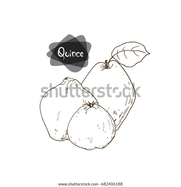 Hand Drawn Sketch Style Three Quince Stock Vector (Royalty Free ...