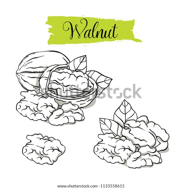 Hand Drawn Sketch Style Walnut Set Stock Vector (Royalty Free ...