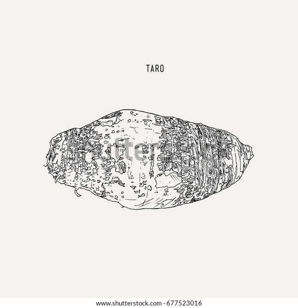 Hand Drawn Sketch Taro Vector Stock Vector (Royalty Free) 677523016 ...