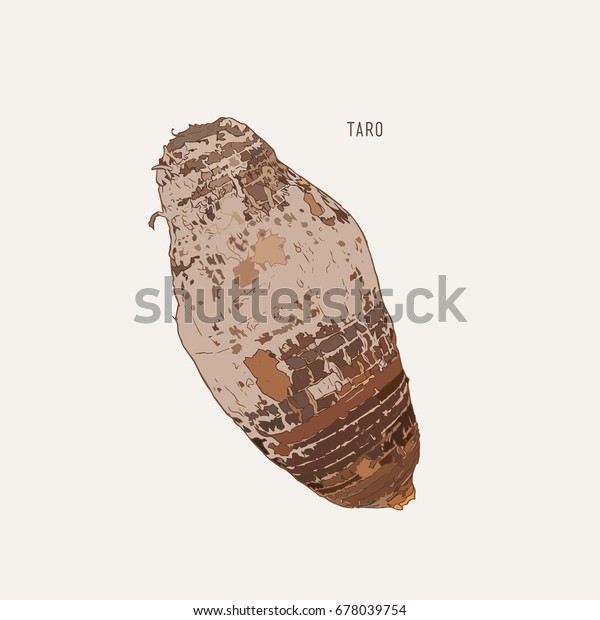 Hand Drawn Sketch Taro Vector Stock Vector (Royalty Free) 678039754 ...