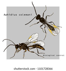 Aphidius Images, Stock Photos & Vectors | Shutterstock
