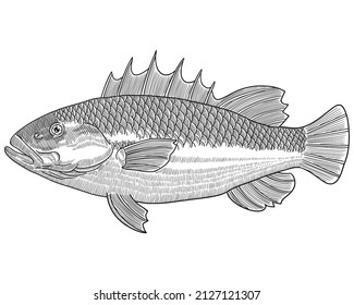 246 Jewfish Images, Stock Photos & Vectors | Shutterstock