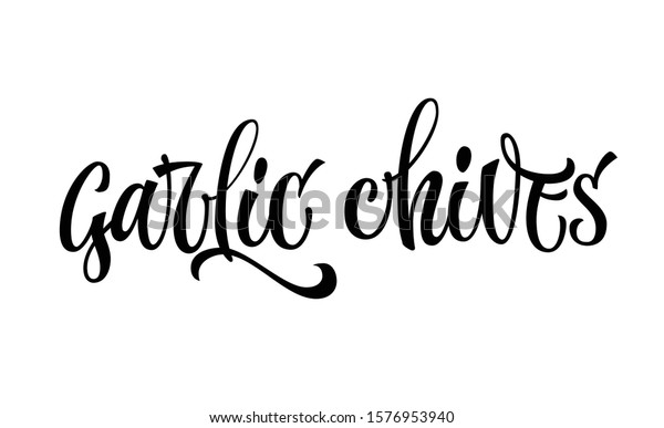 Hand Drawn Spice Label Garlic Chives Stock Vector (Royalty Free) 1576953940