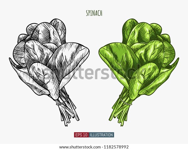 Hand Drawn Spinach Template Your Design Stock Vector (Royalty Free ...