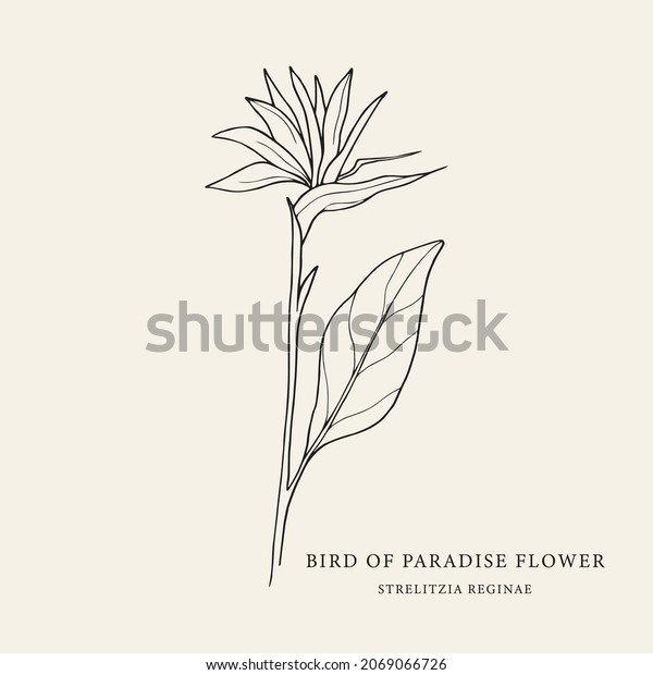 Hand Drawn Strelitzia Line Art Bird Stock Vector (Royalty Free ...