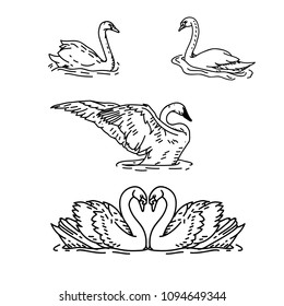 Hand Drawn Style Swan Stock Vector (Royalty Free) 1094649344 | Shutterstock