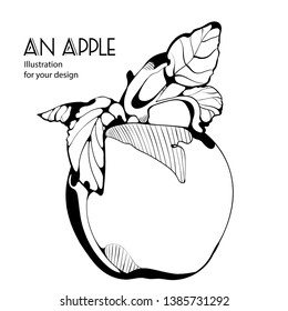 Hand Drawn Stylized Vector Illustration Apple Stock Vector (Royalty ...