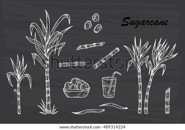 Hand Drawn Sugar Cane Set Sugarcane Stock Vector (Royalty Free) 489314224